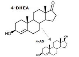 The difference between DHEA 1-DHEA 4-DHEA R-DHEA and 7-DHEA ...