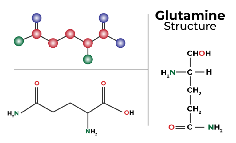 The Role of Glutamine in Bodybuilding: Benefits and Limitations - AnabolicMinds.com